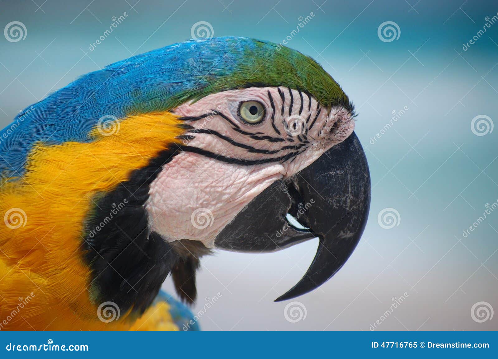 Blue Macaw stock image. Image of green, feathers, beauty - 47716765