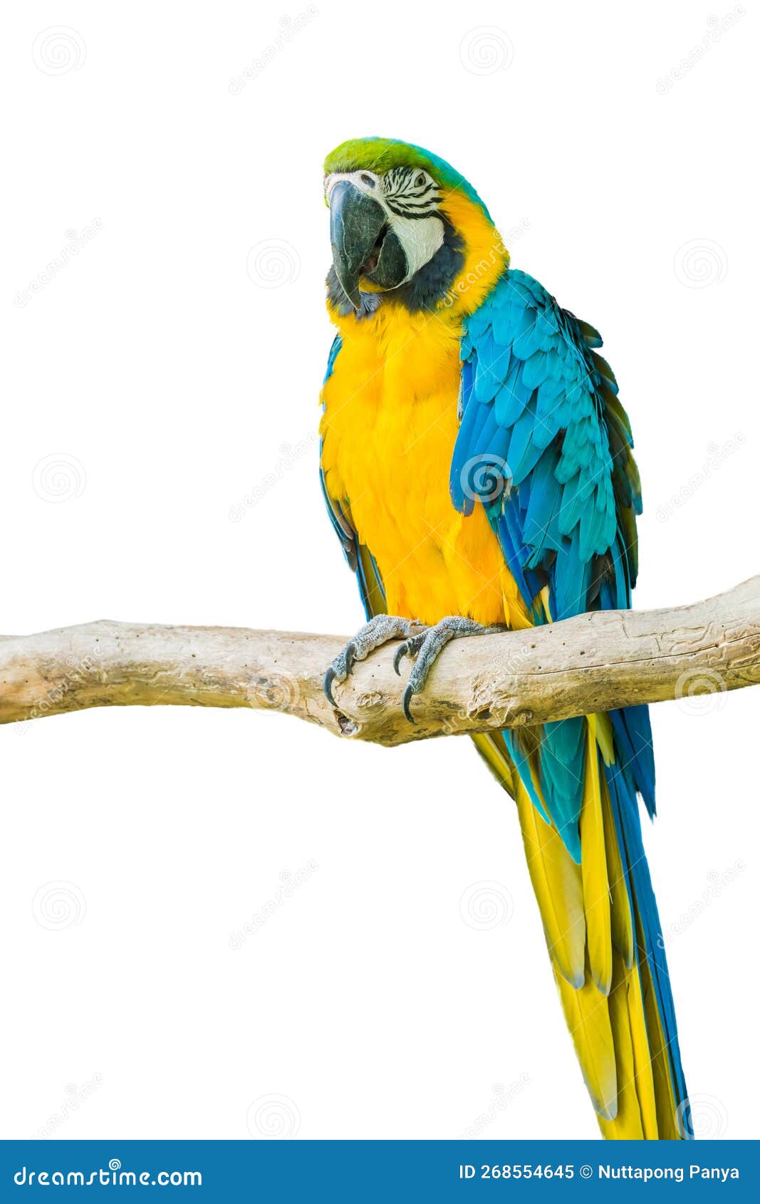 Blue Macaw on Branch Isolated on White Background Stock Image - Image ...