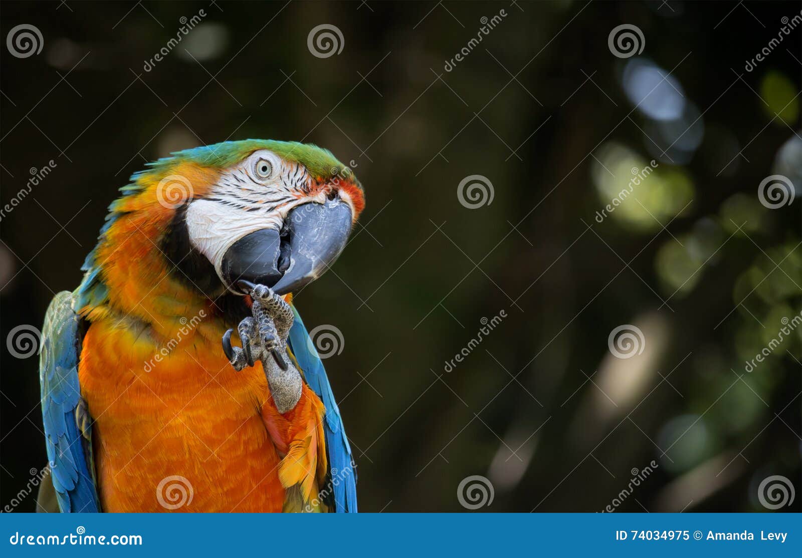 Blue macaw stock image. Image of perched, bird, talon - 74034975