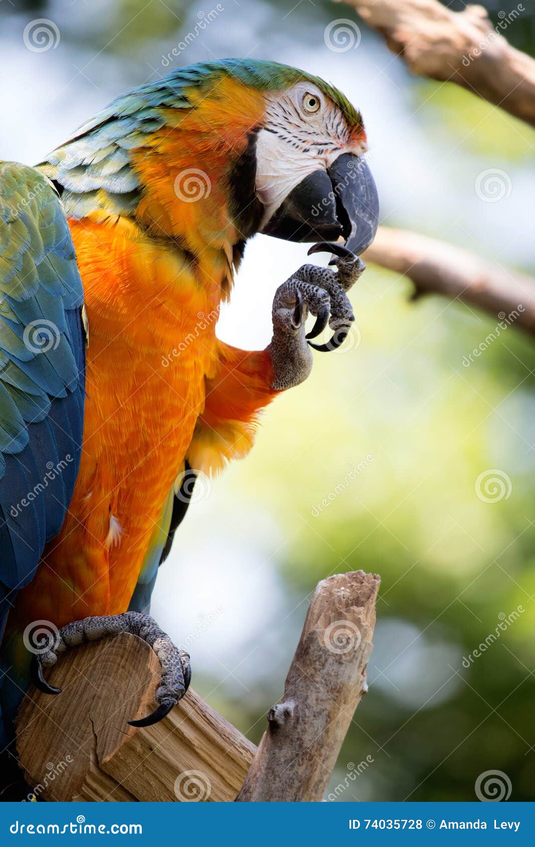 Blue macaw stock photo. Image of wild, claw, cleaning - 74035728
