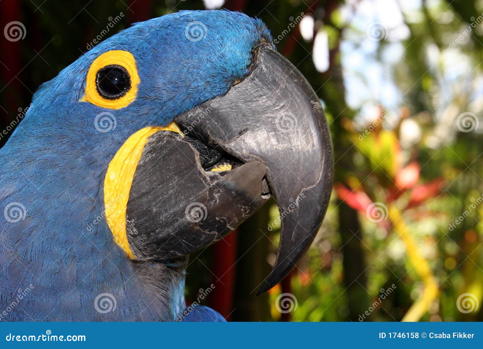 Blue Macaw Parrot Closeup stock photo. Image of gold, colors - 1746158
