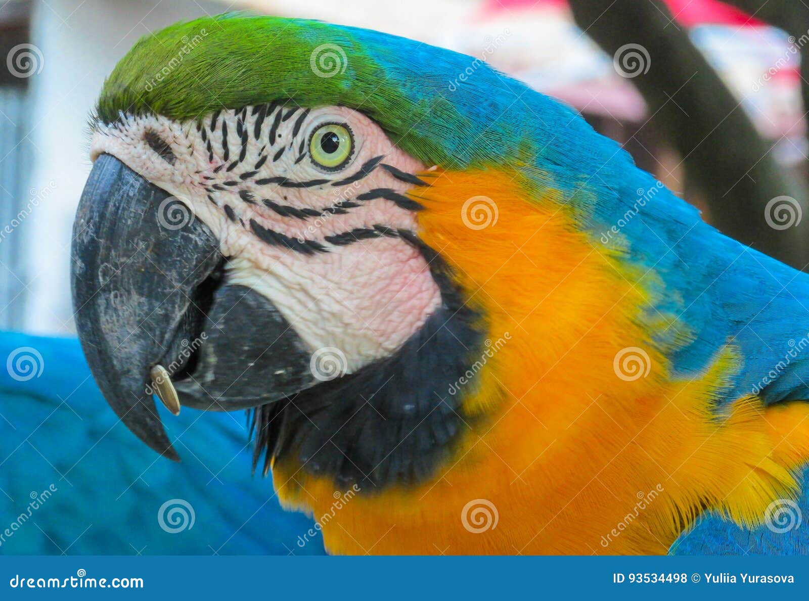 Blue macaw parrot stock photo. Image of feather, colourful - 93534498