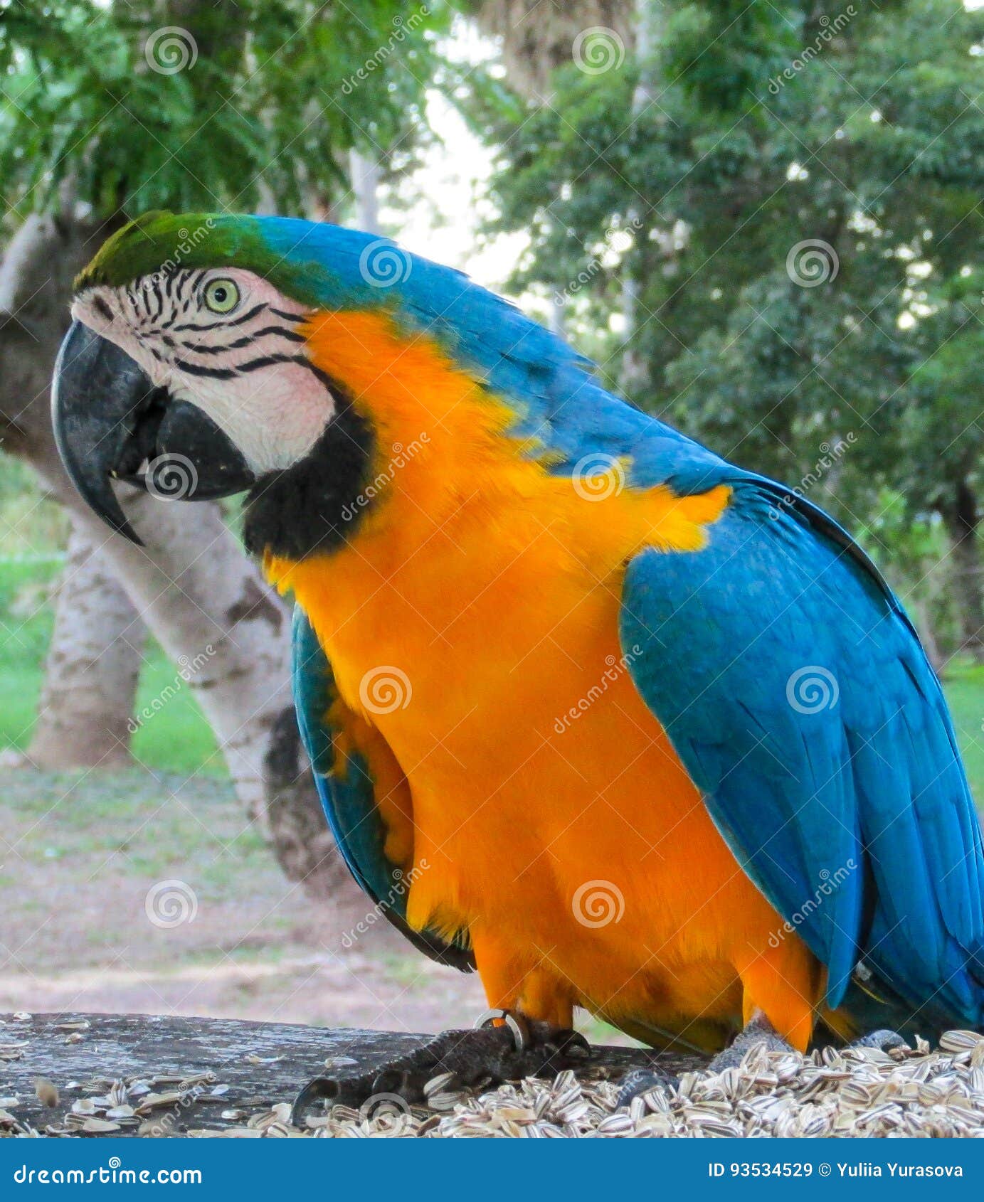 Blue macaw parrot stock image. Image of brazil, colourful - 93534529
