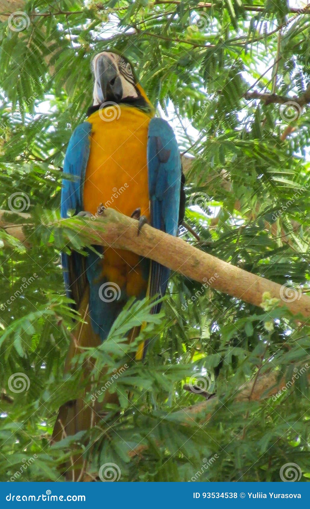 Blue macaw parrot stock photo. Image of color, colorful - 93534538