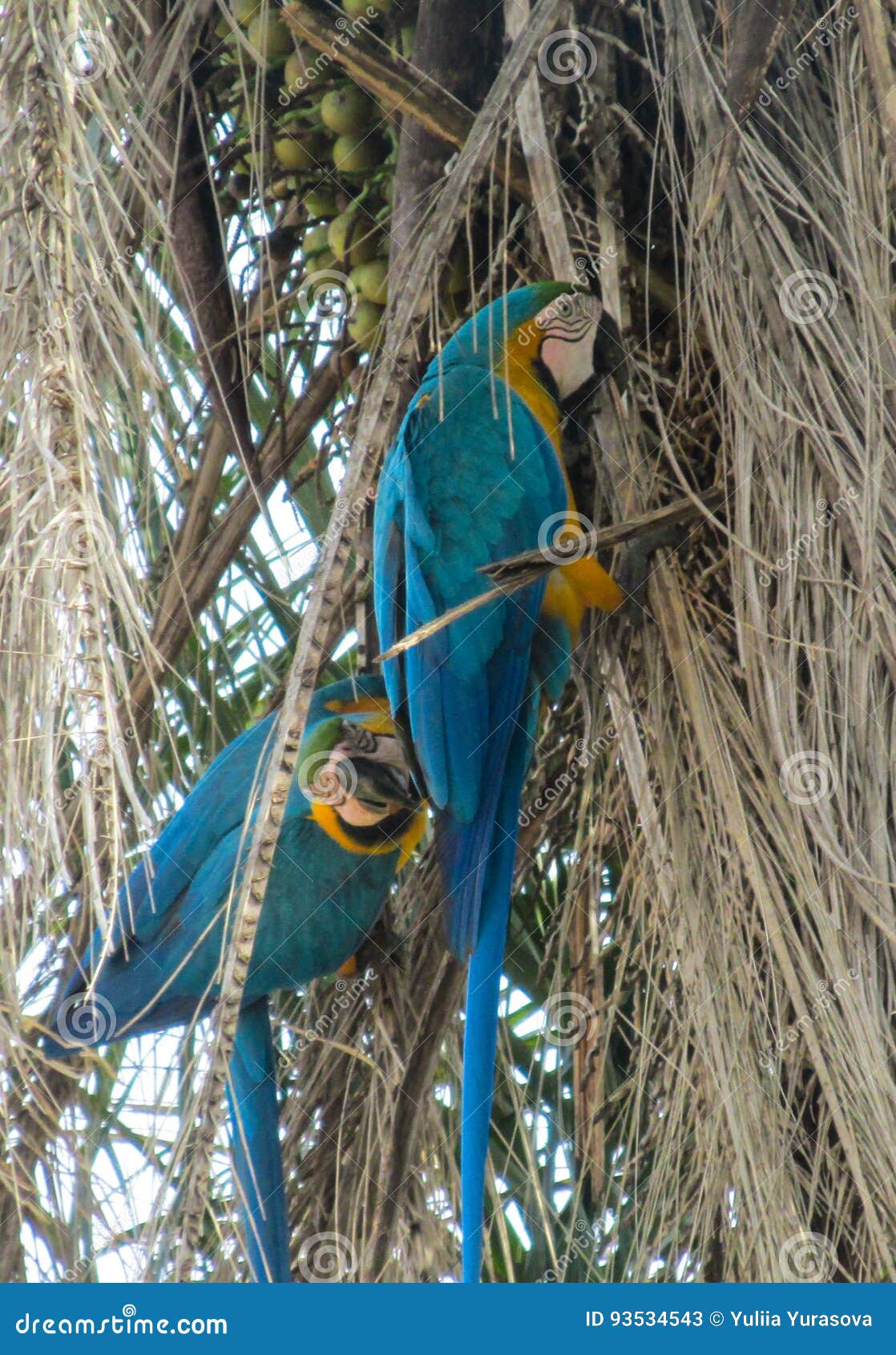 Blue macaw parrot stock image. Image of blue, blueyellow - 93534543