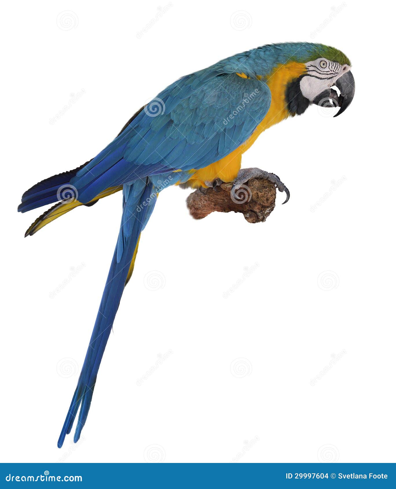 Blue Parrot stock photo. Image of macaw, parrot, animal - 29997604