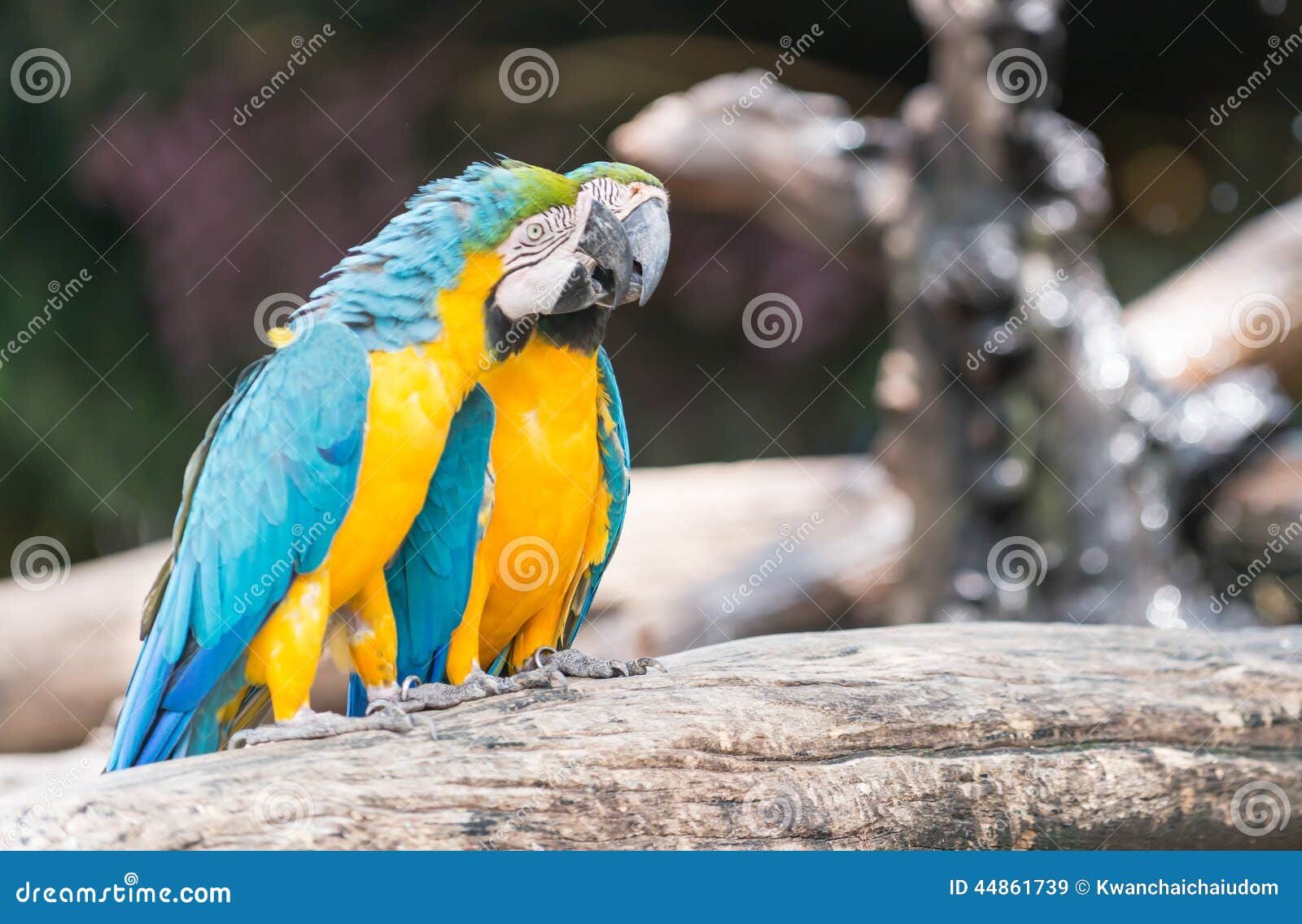 Blue Macaw Parrots Stand on Branch Stock Image - Image of branch, bird ...