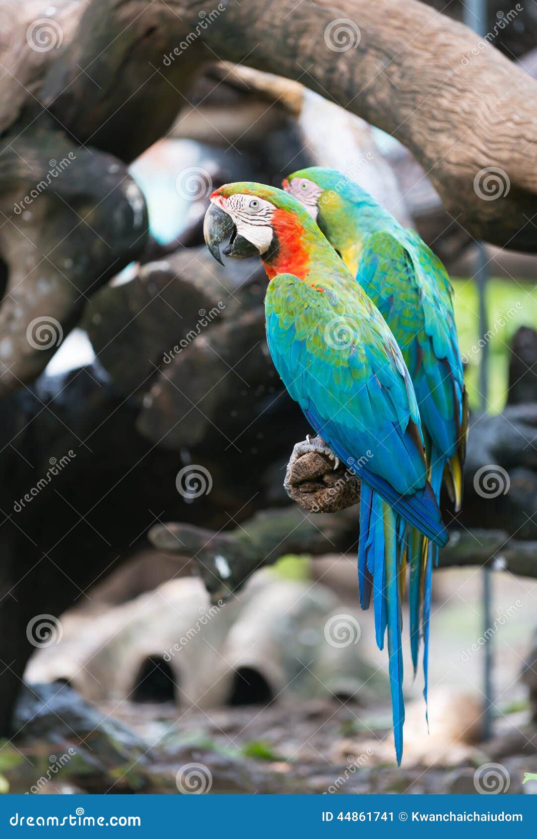 Blue Macaw Parrots Stand on Branch Stock Image - Image of feathers ...