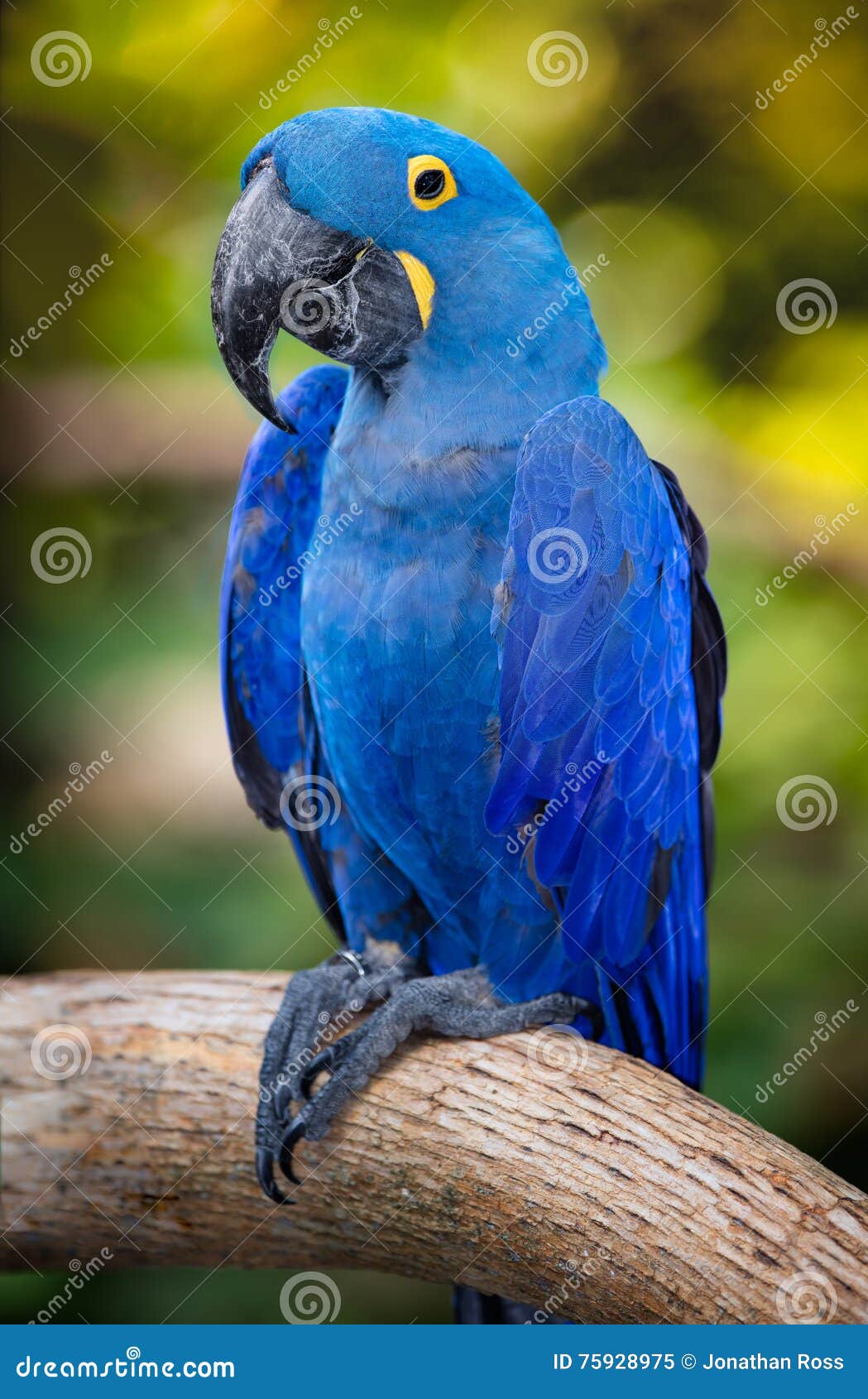 Blue macaw stock image. Image of animals, blue, portrait - 75928975