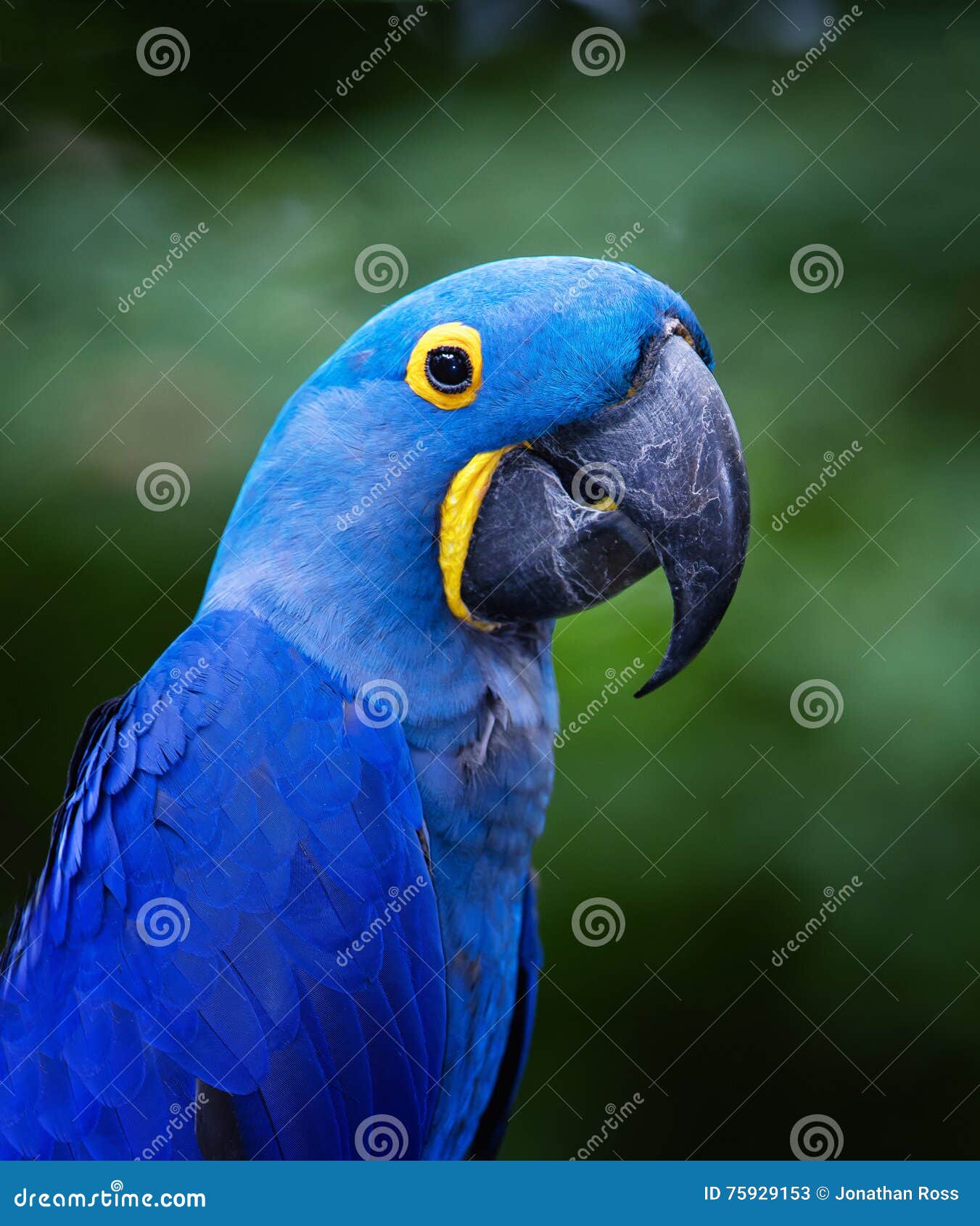 Blue macaw stock image. Image of bird, portrait, nature - 75929153