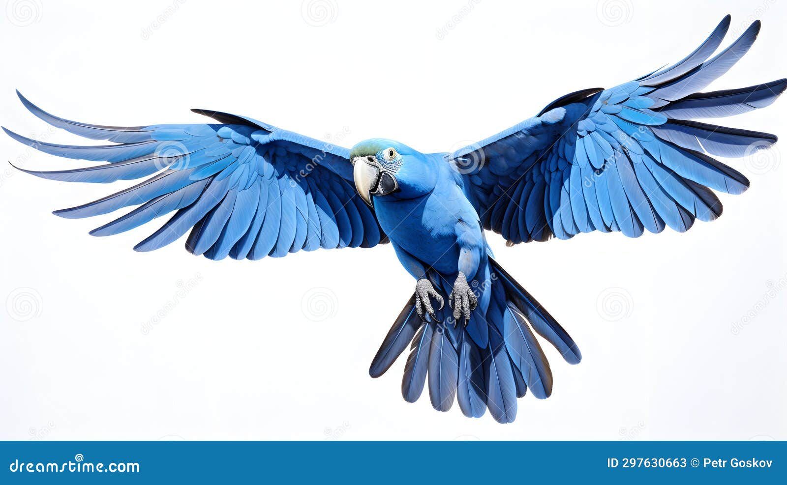 Blue Macaw Spread Open Wings Stock Image - Image of isolated, amazon ...