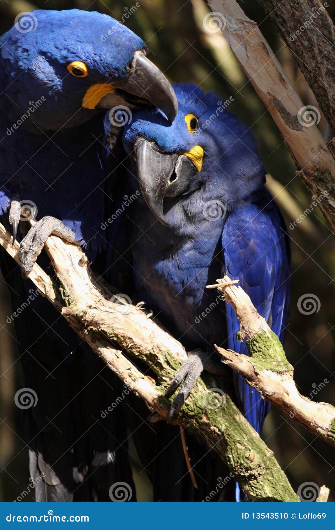 Blue Macaws stock photo. Image of animals, groom, bright - 13543510