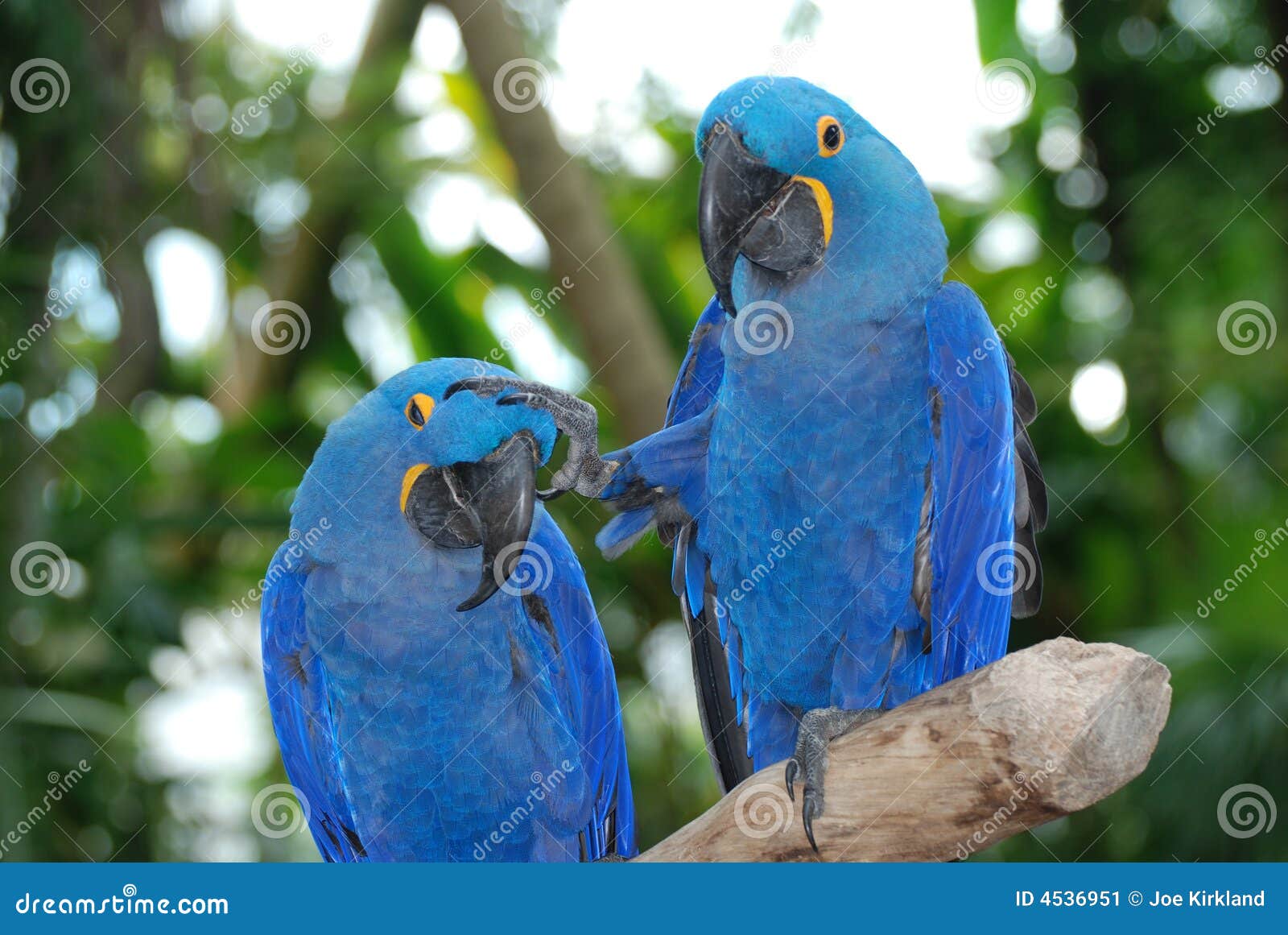 Blue macaws stock image. Image of pair, playful, macaw - 4536951