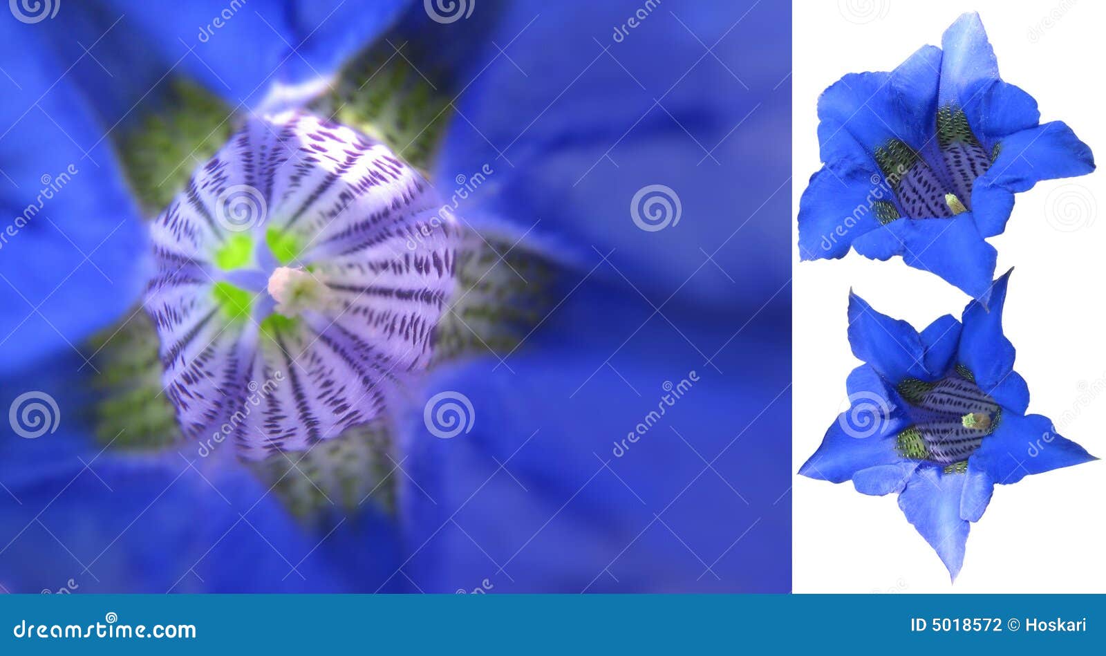 Blue macro gentian stock photo. Image of growth, beautiful - 5018572