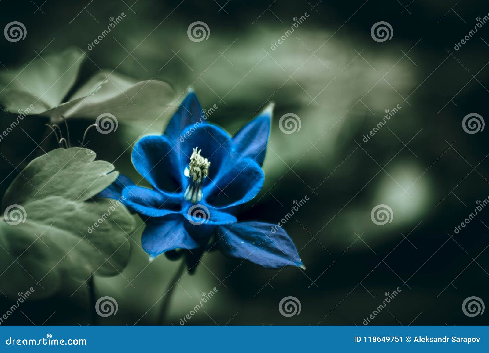 Blue magic flower stock image. Image of bokeh, movie - 118649751