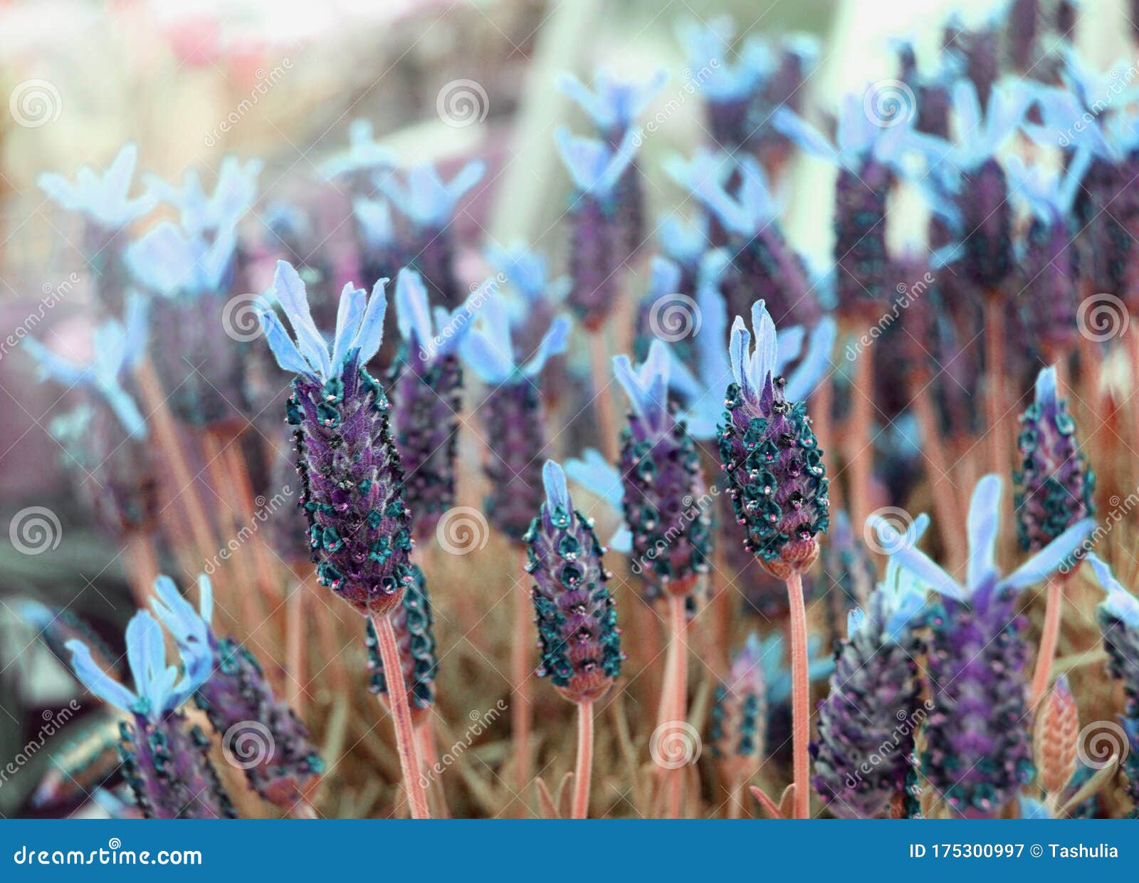 Blue Magic Flowers In A Garden Stock Image - Image of flowerbed ...