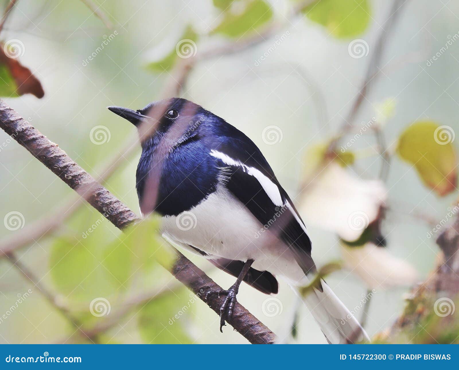 Blue Magpie-robin stock photo. Image of blue, bird, magpierobin - 145722300