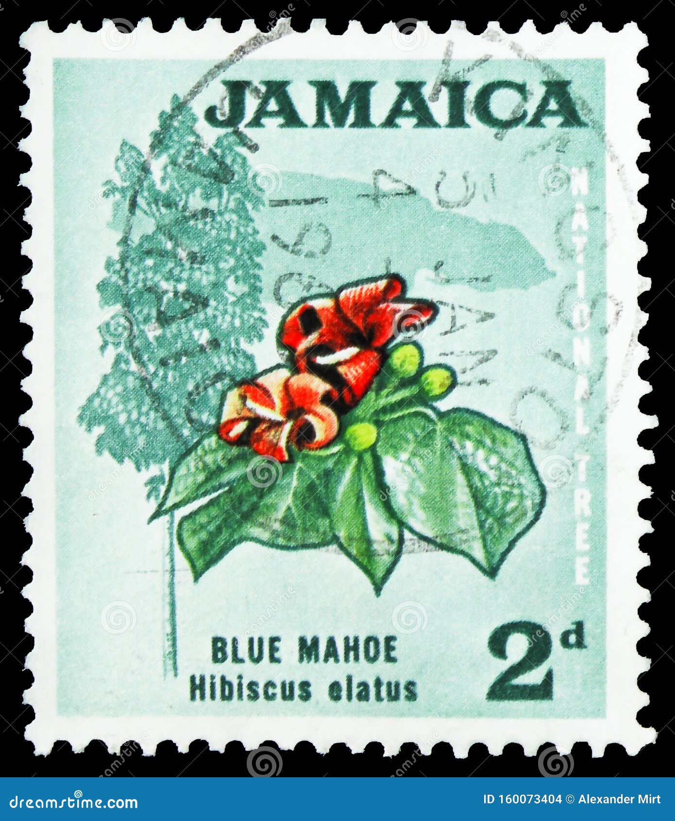 Jamaica Mahoe Tree Stock Photos - Free & Royalty-Free Stock Photos from ...