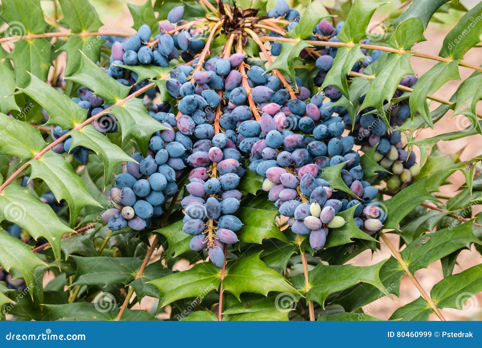 Blue Mahonia Berries and Leaves Stock Image - Image of plant, leaves ...