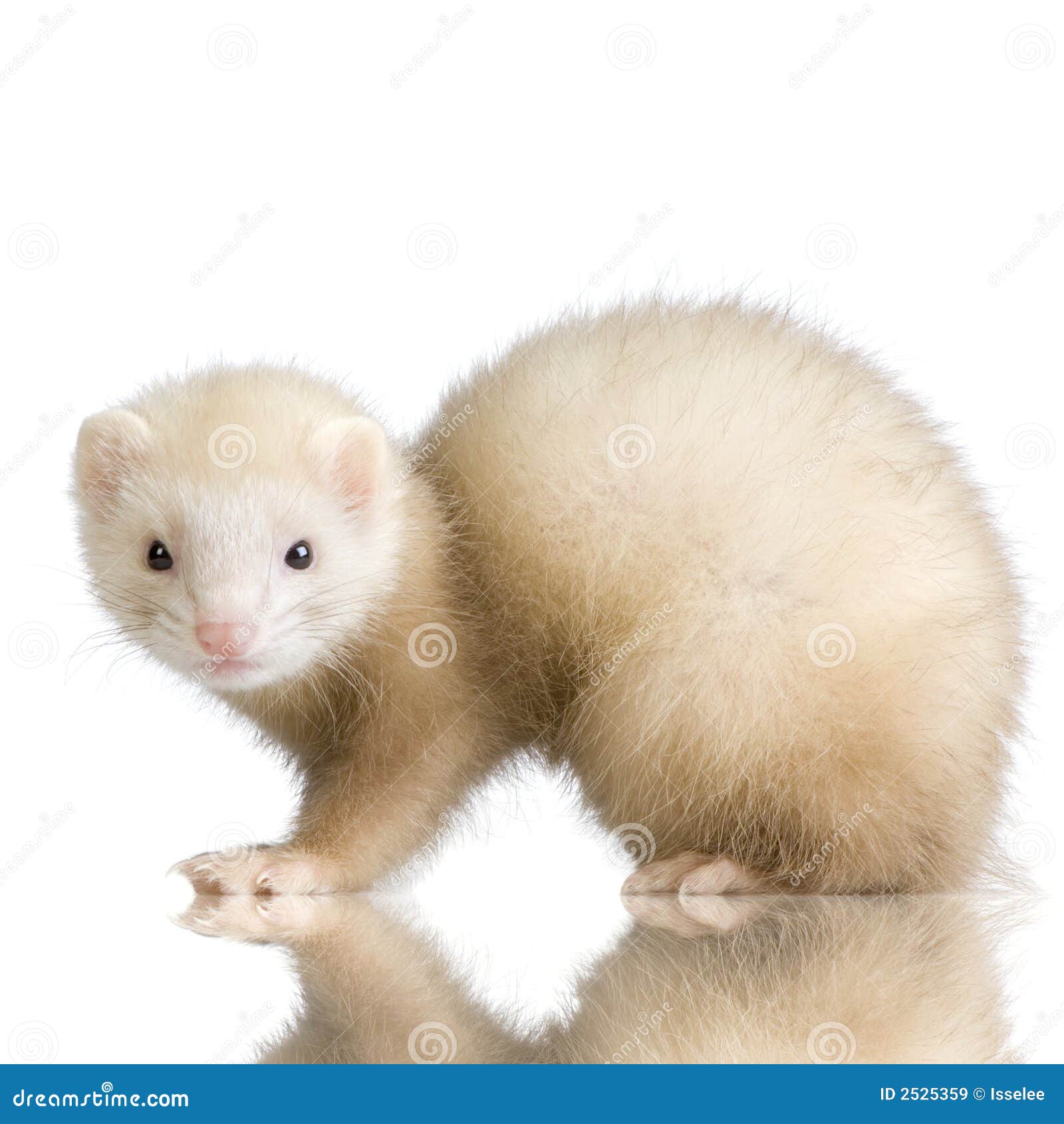 Blue Male Ferret Kit Stock Image | CartoonDealer.com #2525389