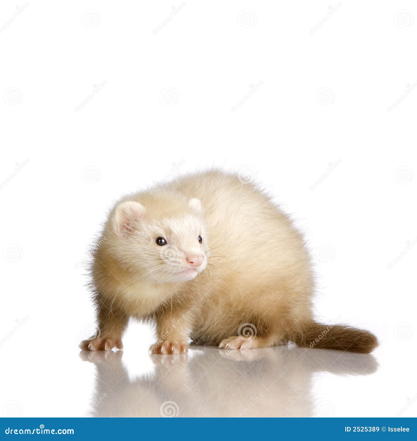 Blue Male Ferret Kit Stock Image | CartoonDealer.com #2525389