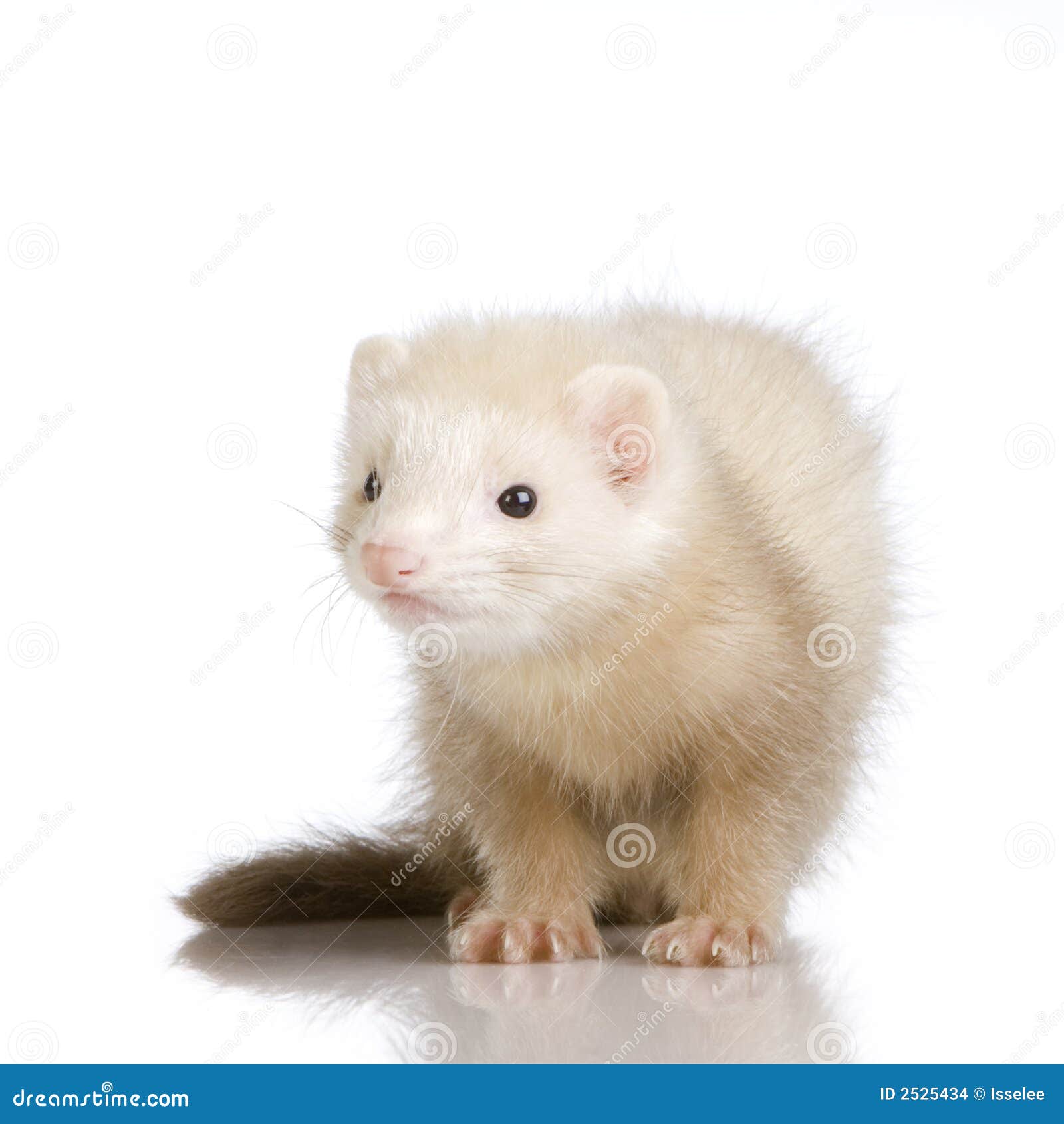 Blue male Ferret kit stock photo. Image of vertebrate - 2525434