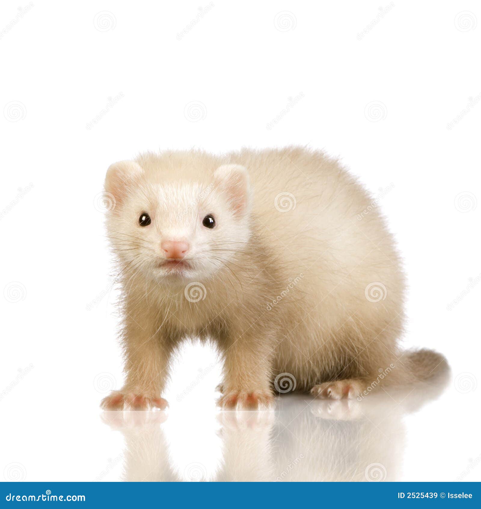 Blue Male Ferret Kit Stock Image | CartoonDealer.com #2525389
