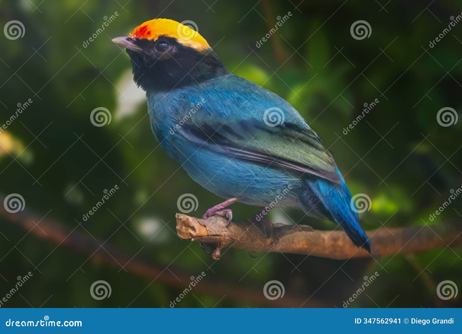 Blue manakin bird stock image. Image of birds, cute - 347562941