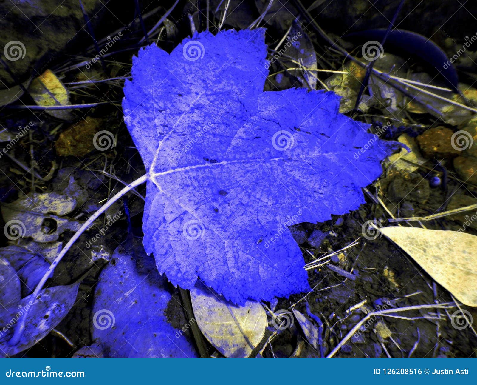 Blue leaf stock photo. Image of forest, pavement, leaf - 126208516