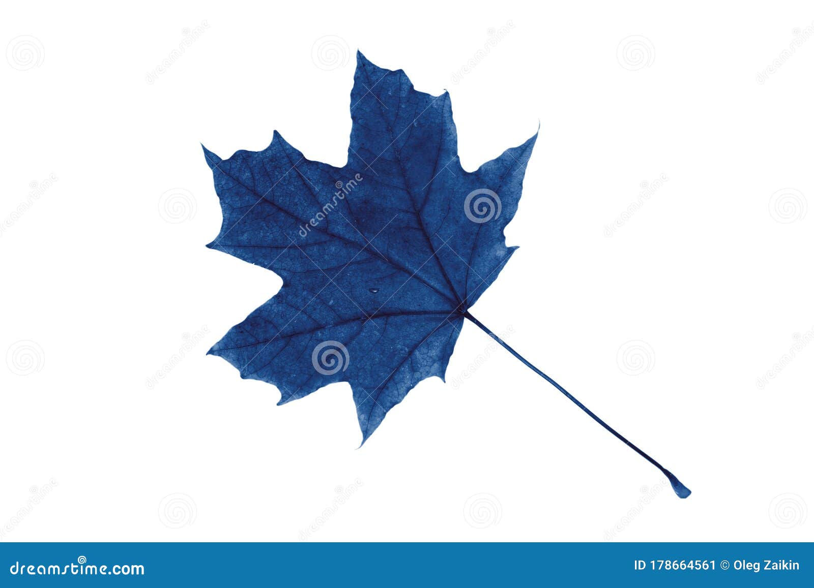Blue Maple Leaf on a White Background, Isolate Stock Image - Image of ...