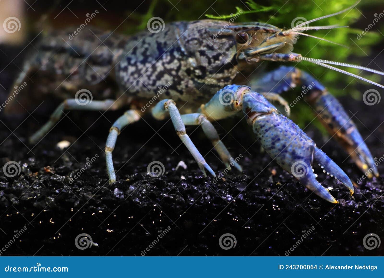 Blue Marble Crayfish. Macro Closeup. Stock Photo - Image of blue ...