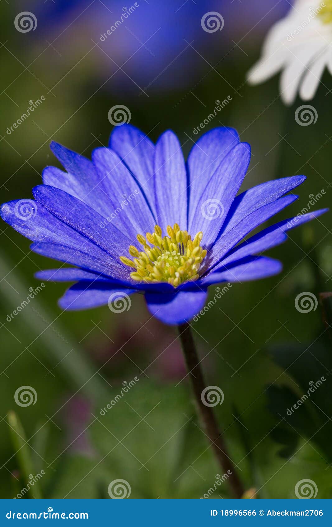 Blue Marguerite stock photo. Image of nature, natural - 18996566