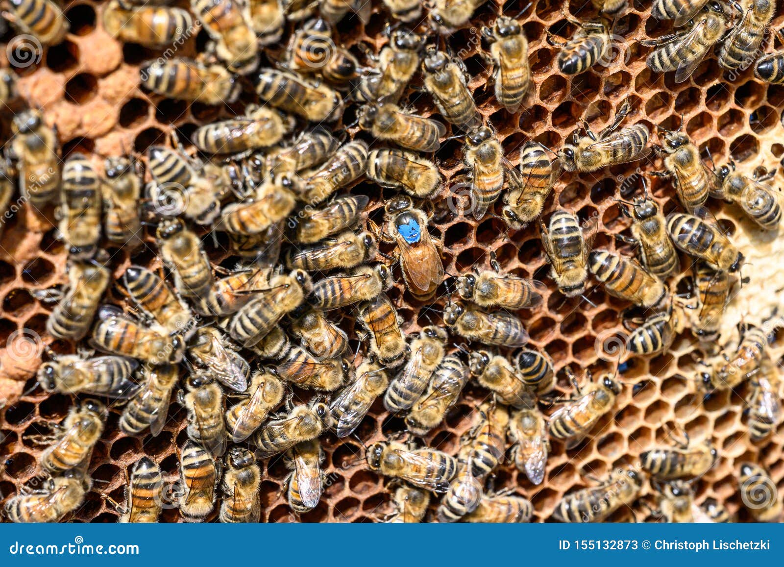 Blue Mark Queen Bee Working Honey Bees Beehive Wax Frame Beekeeping ...