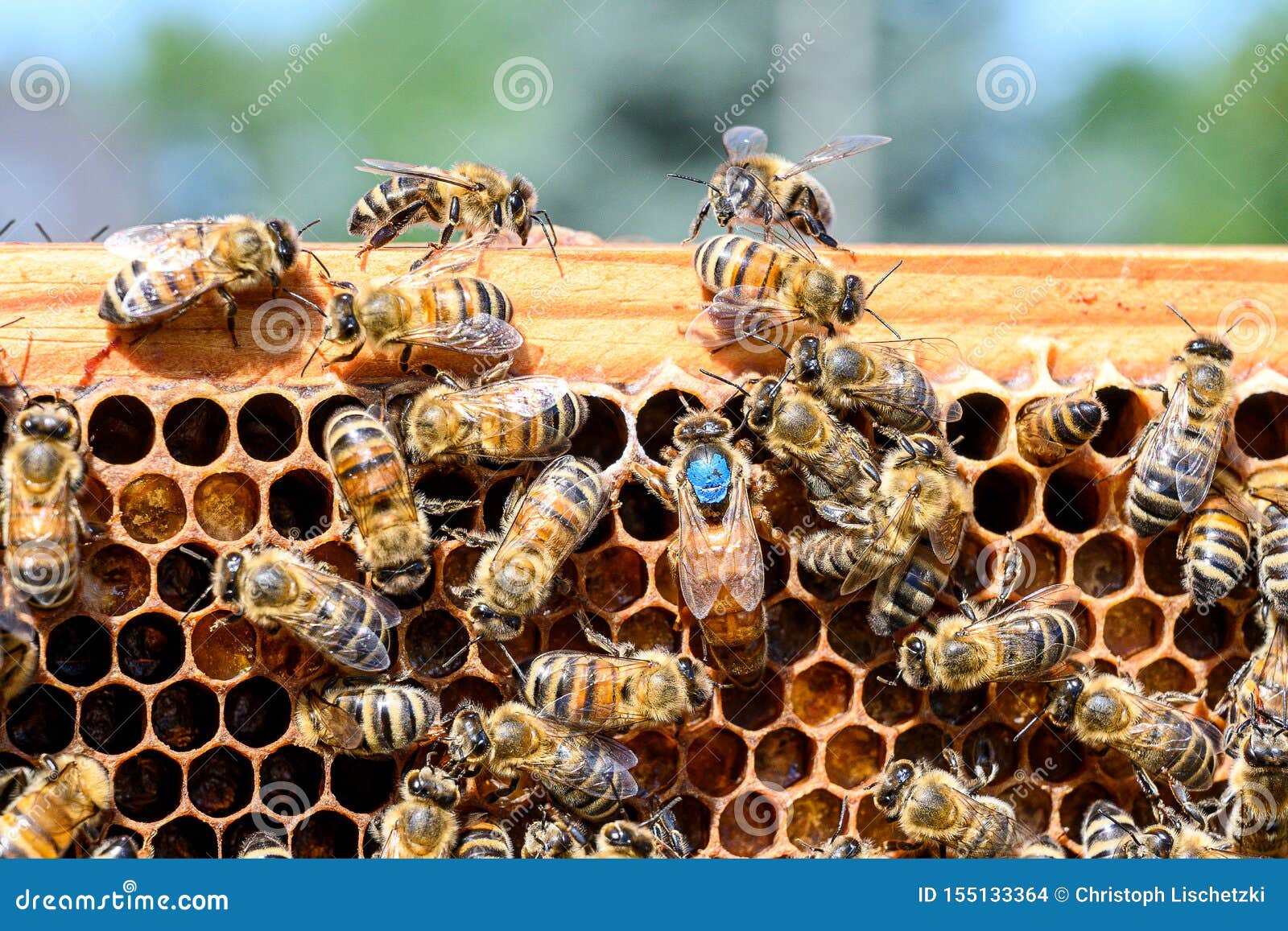 Blue Mark Queen Bee Working Honey Bees Beehive Wax Frame Beekeeping ...