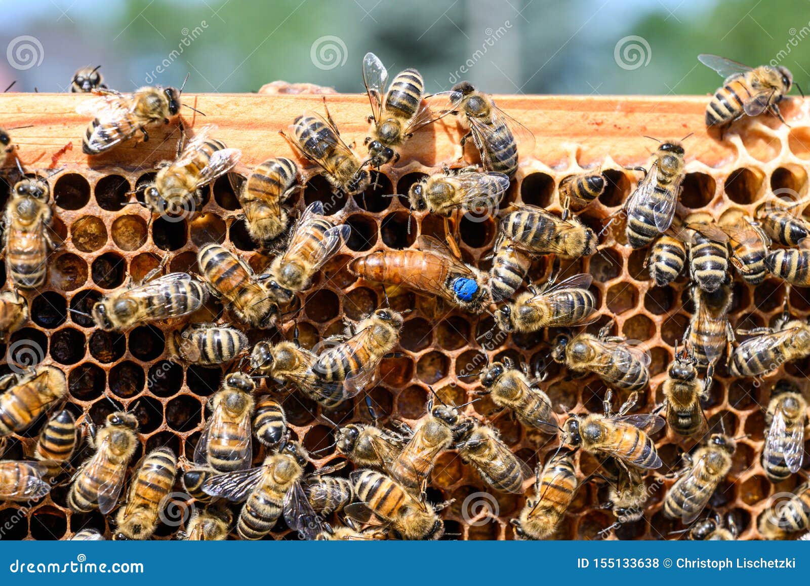 Blue Mark Queen Bee Working Honey Bees Beehive Wax Frame Beekeeping ...
