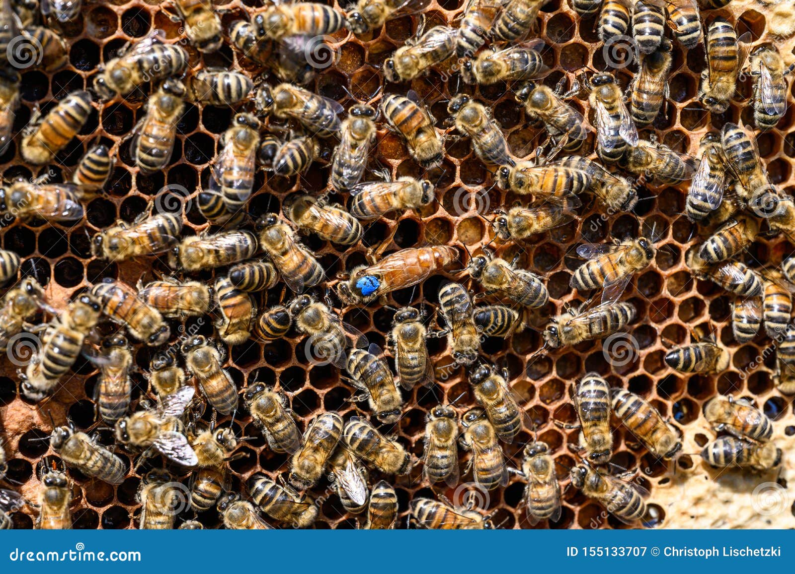 Blue Mark Queen Bee Working Honey Bees Beehive Wax Frame Beekeeping ...