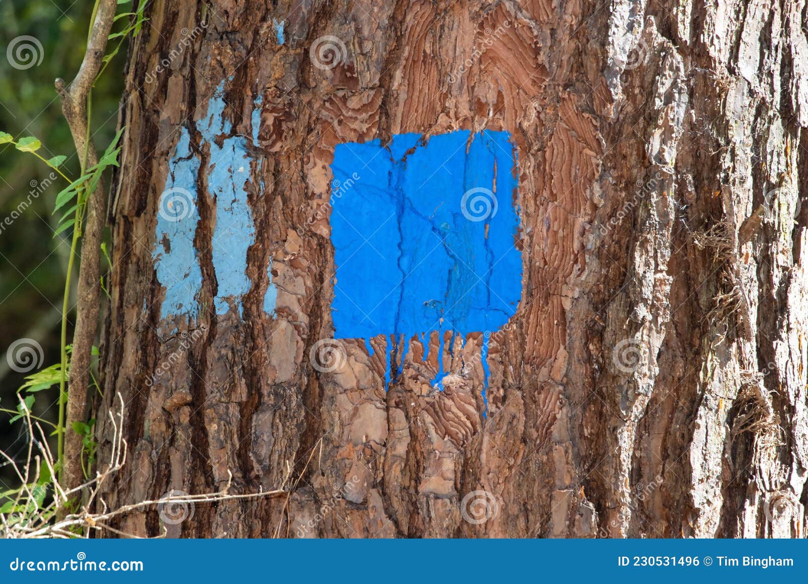 Blue Marking Painted on Pine Tree Stock Photo - Image of bark, boundry ...