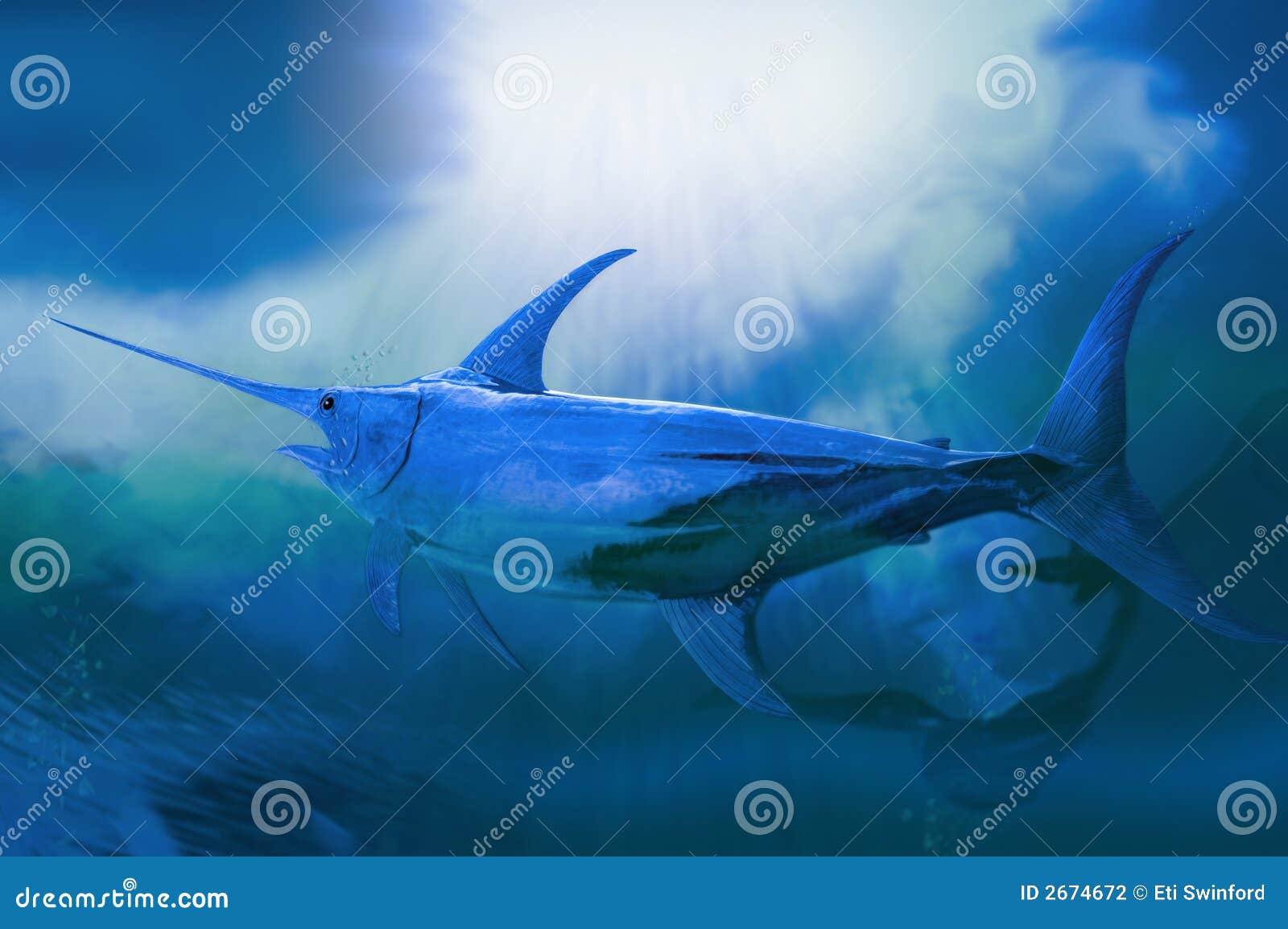 Blue marlin stock photo. Image of saltwater, fast, swimming - 2674672