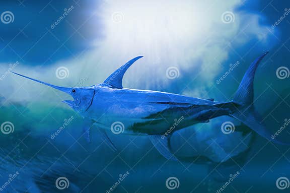 Blue marlin stock photo. Image of saltwater, fast, swimming - 2674672