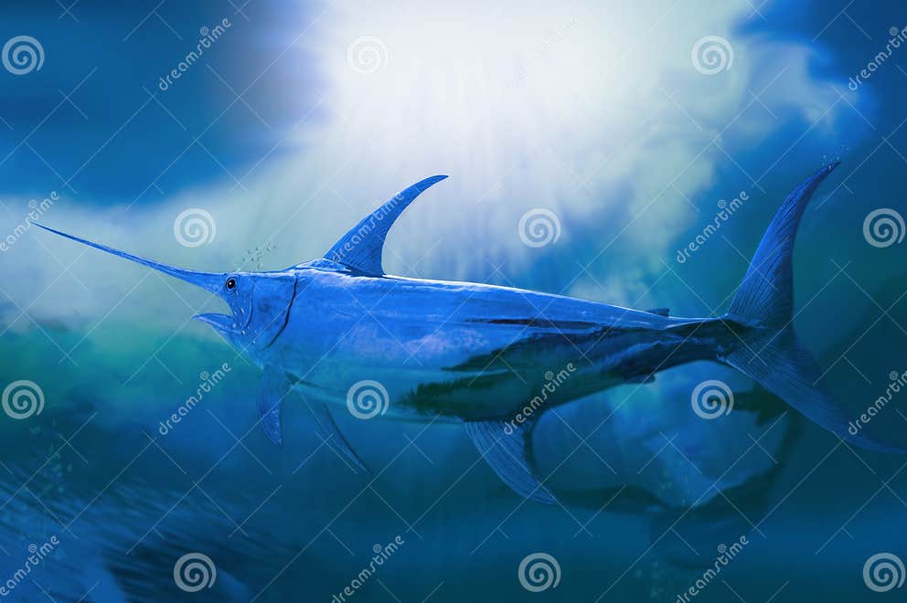 Blue marlin stock photo. Image of saltwater, fast, swimming - 2674672