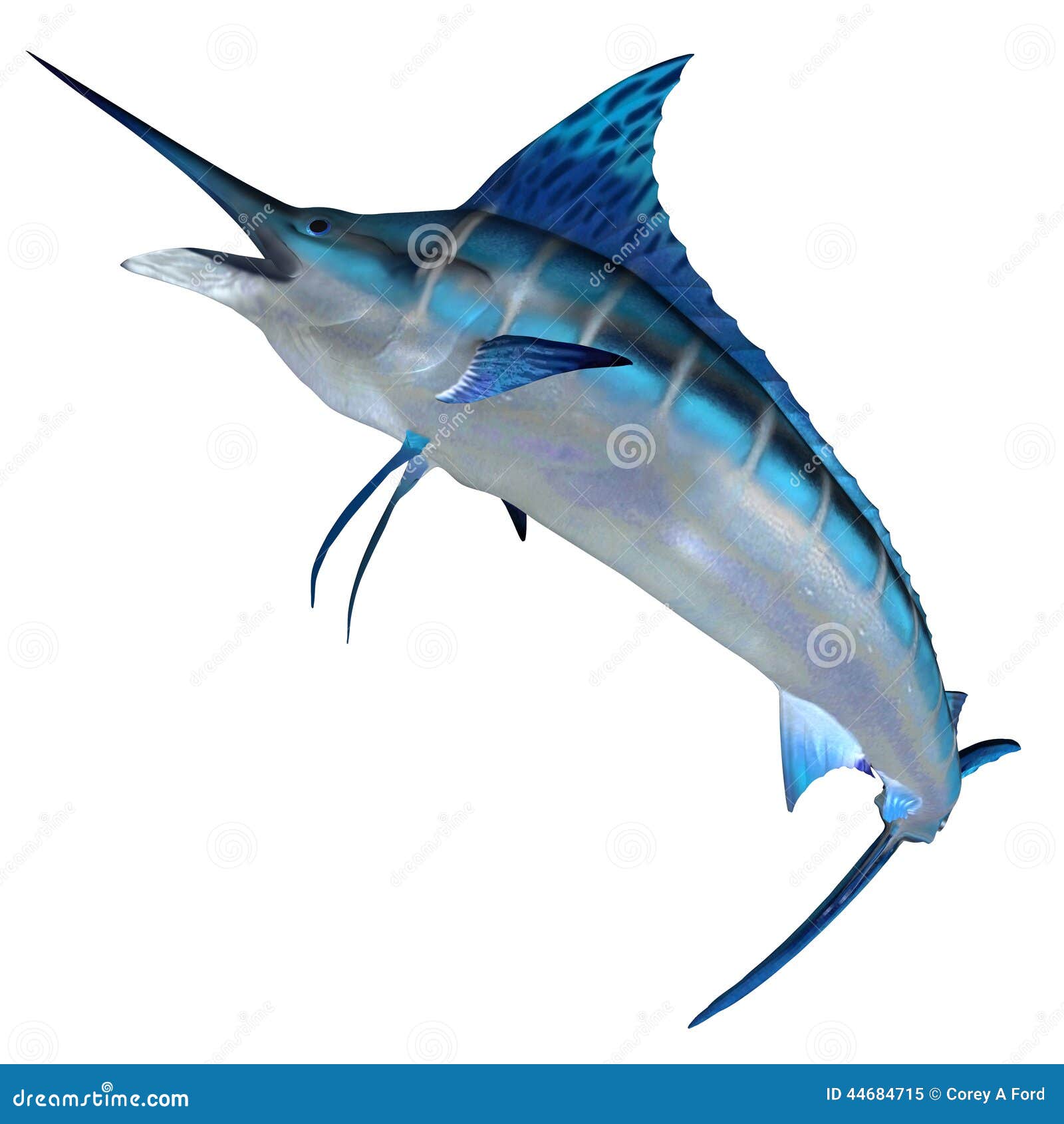 Blue Marlin Front Profile stock illustration. Illustration of fish ...