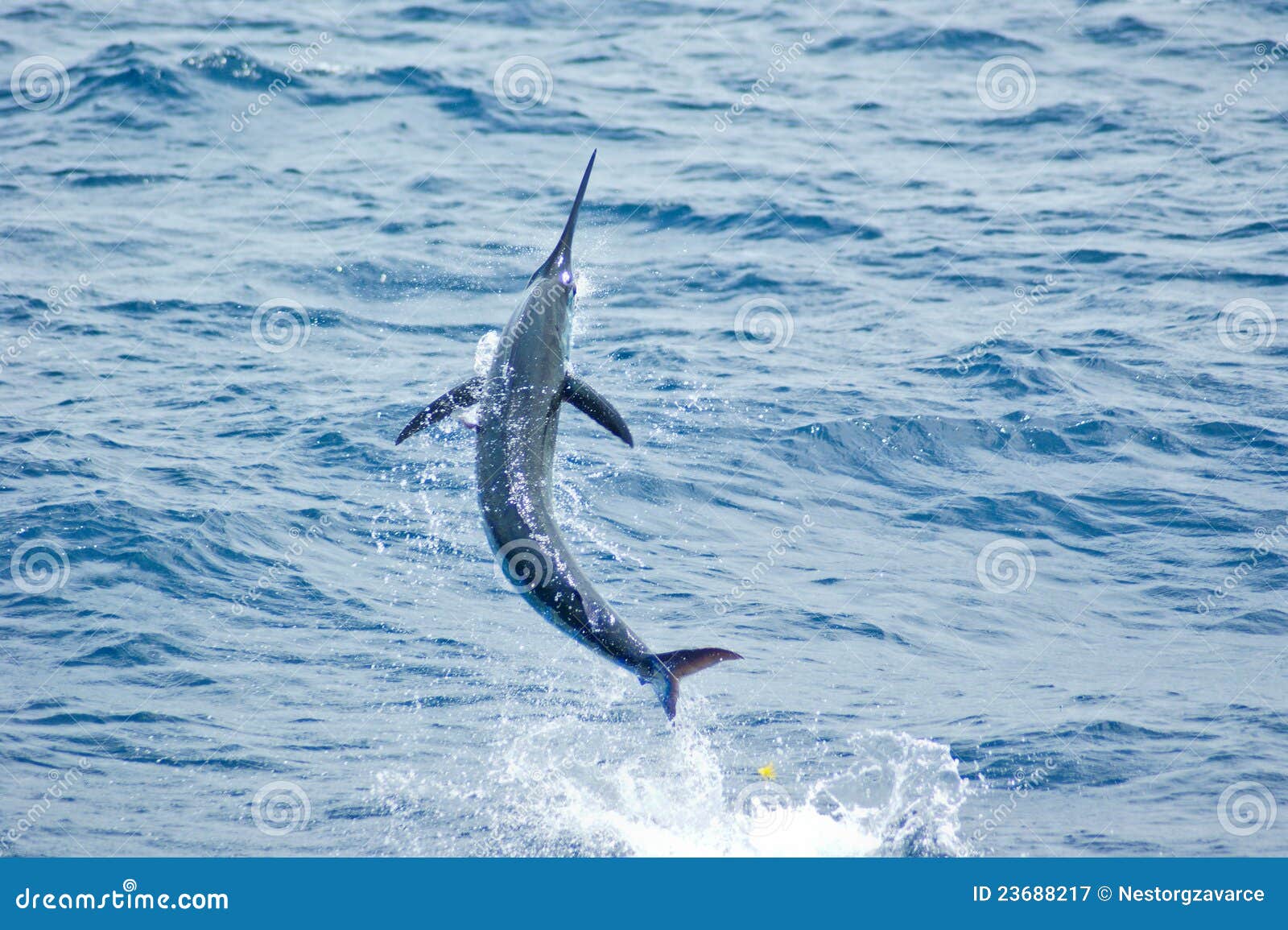 Blue Marlin jumping stock image. Image of marlin, fish - 23688217