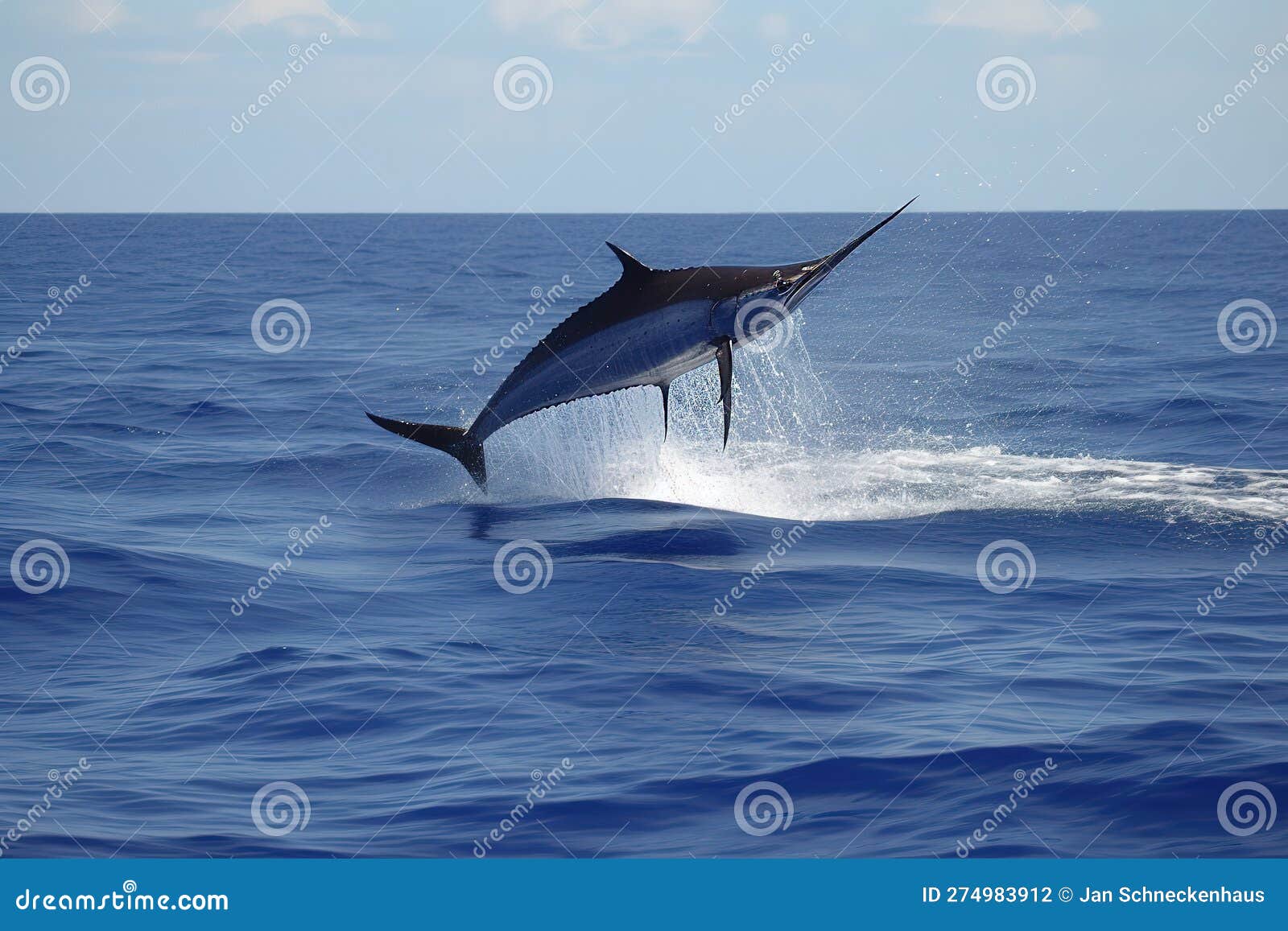 Blue Marlin Jumping Out of Water. Stock Illustration - Illustration of ...