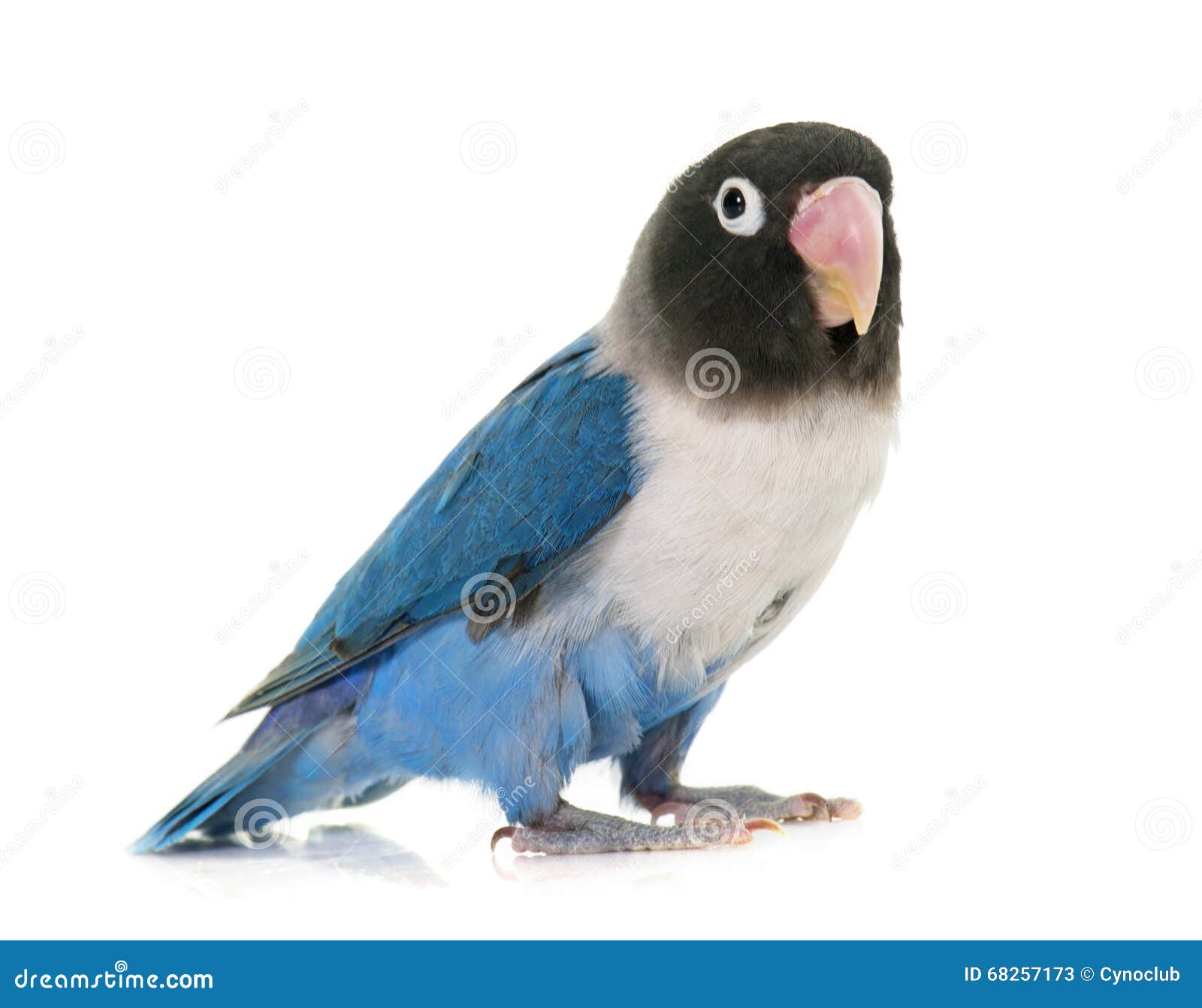 Blue masqued lovebird stock image. Image of birdcage - 68257173