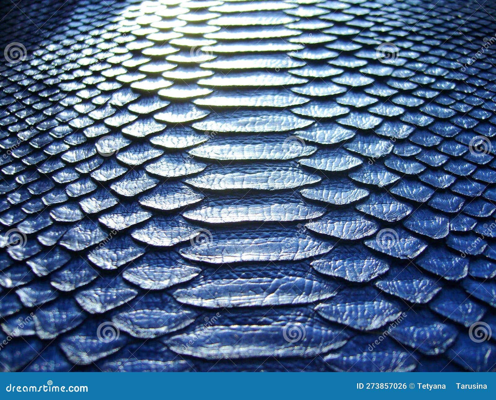 Blue python skin, snakes. stock photo. Image of hobby - 273857026