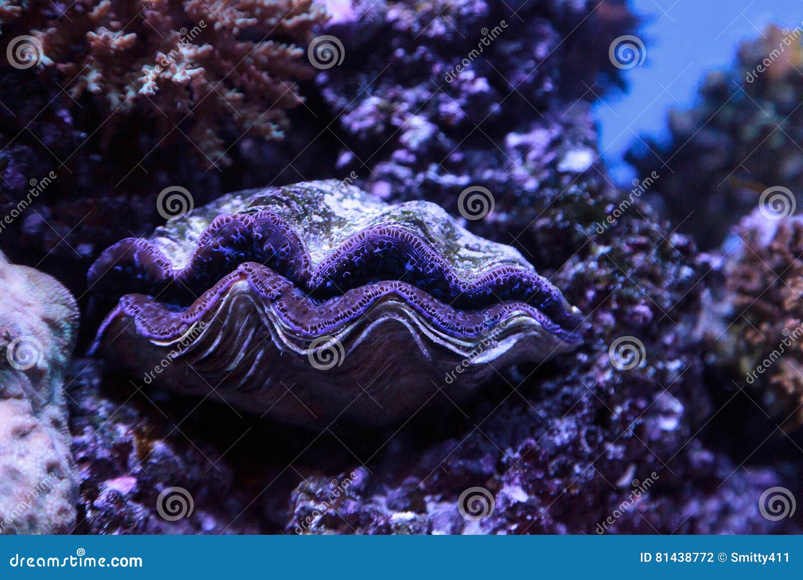 Blue Maxima Known As Tridacna Maxima Stock Photo - Image of marine ...