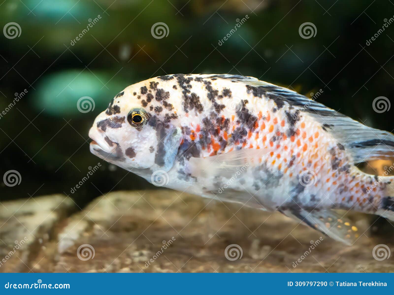 The Blue Mbuna (Labeotropheus Fuelleborni) Stock Photo - Image of ...