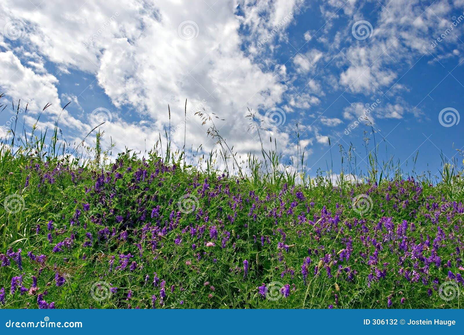 Blue Meadow stock photo. Image of clouds, beautiful, blue - 306132