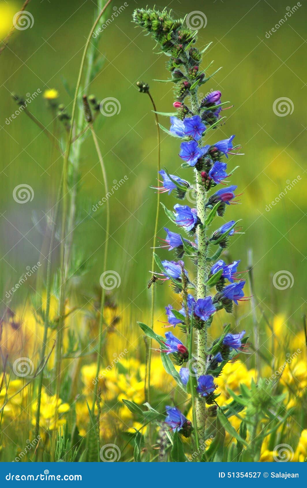 Blue meadow flower stock image. Image of blue, landscape - 51354527