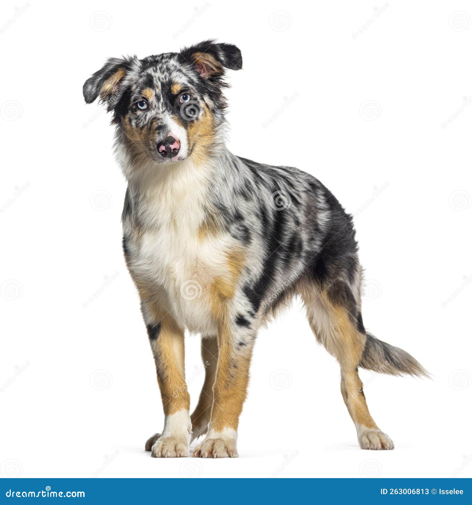 Blue Merle Australian Shepherd, Isolated on White Stock Image - Image ...
